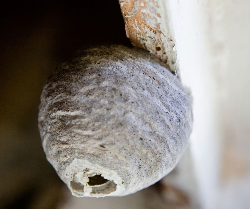 Cap Nuisibles, désinsectisation, se débarrasser des insectes en Corse